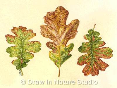 News – Draw In Nature Studio