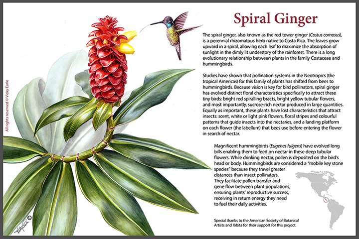 Gallery – Draw In Nature Studio