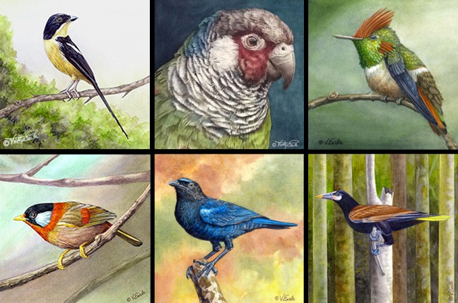 News – Draw In Nature Studio