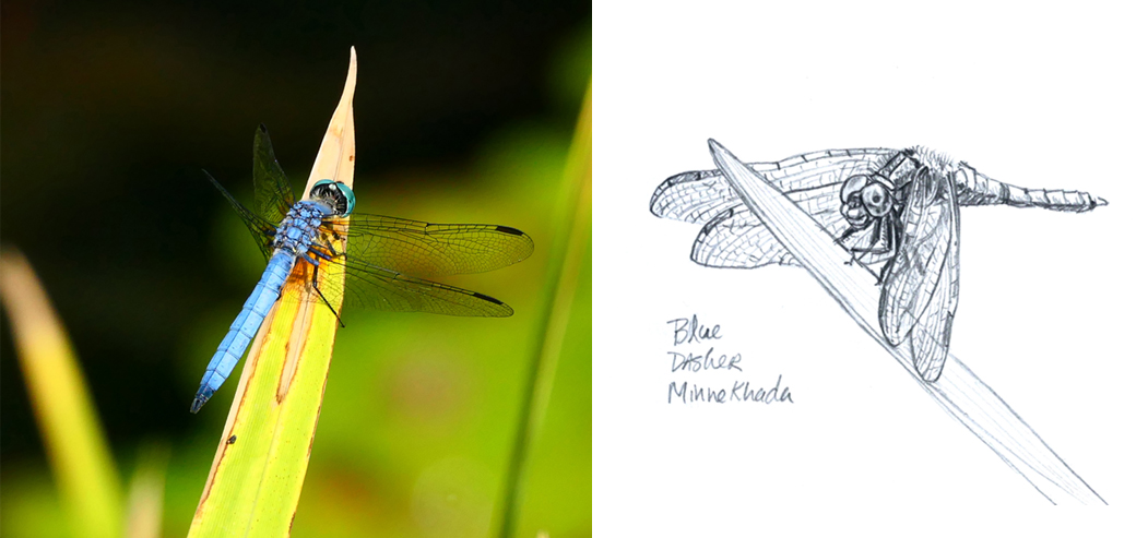 Metro Vancouver Naturehood Mandala Project – Draw In Nature Studio