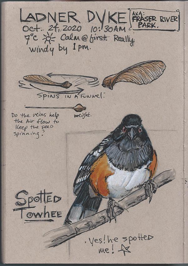 Nature Sketchbook Journaling – Draw In Nature Studio