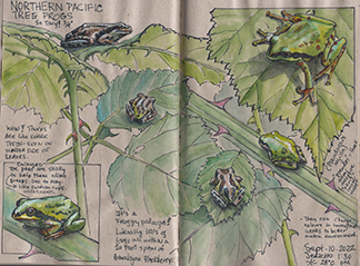 Nature Sketchbook Journaling – Draw In Nature Studio